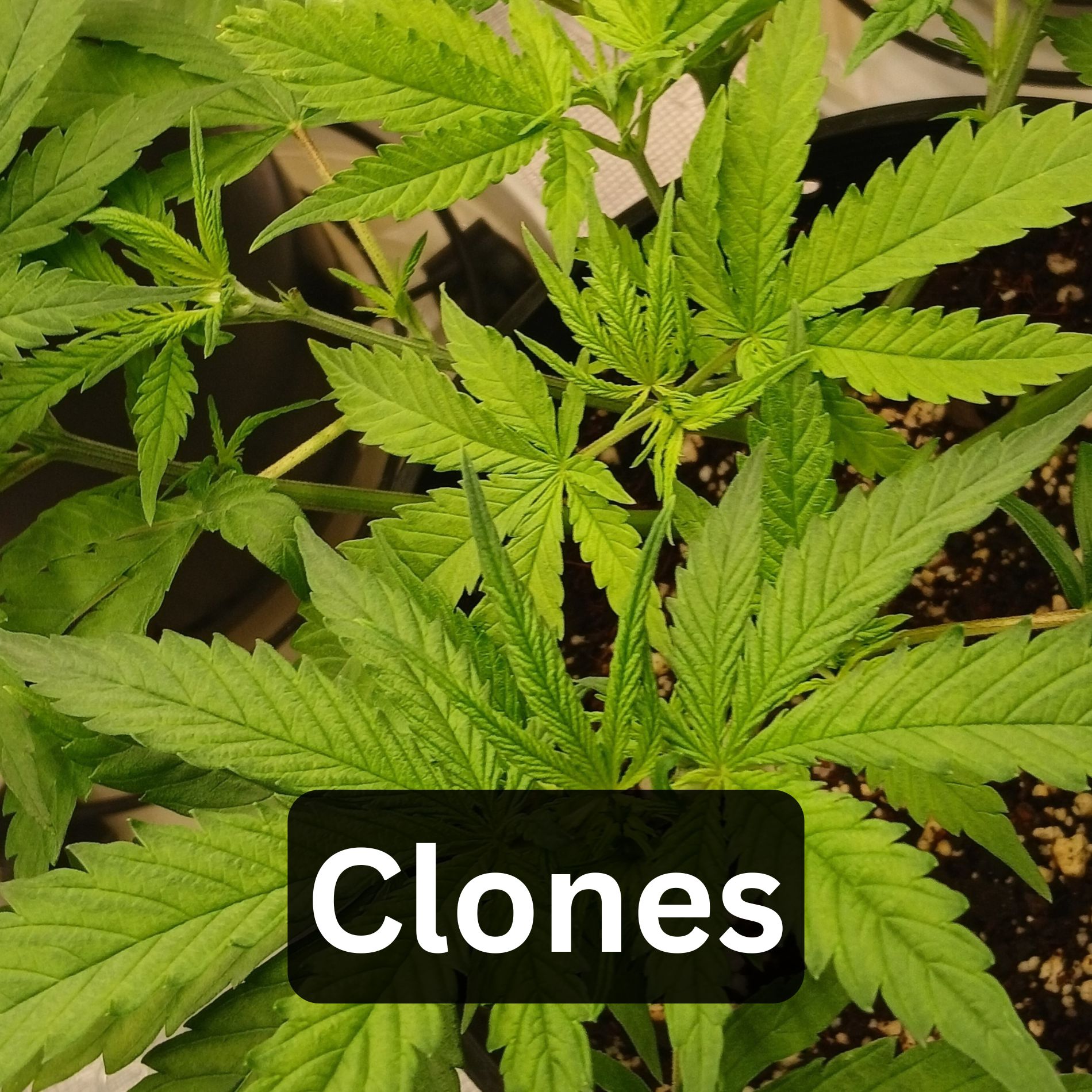 Seeds and Clones – Soil Co
